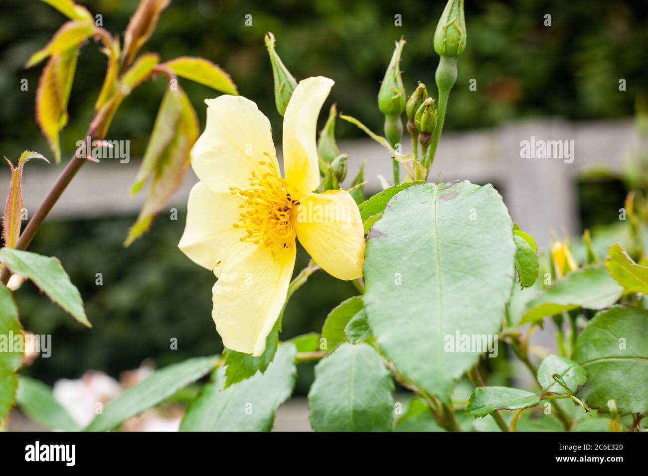 British Rose Gardens - A view of Rosa - Tottering by Gently (Auscartoon ...