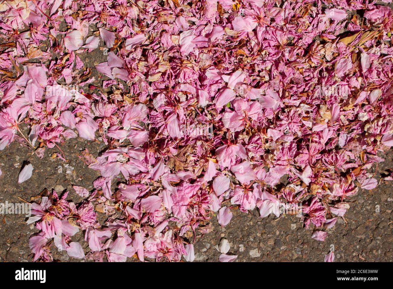Pink cherry flower petals fallen on the paved road for background Stock ...