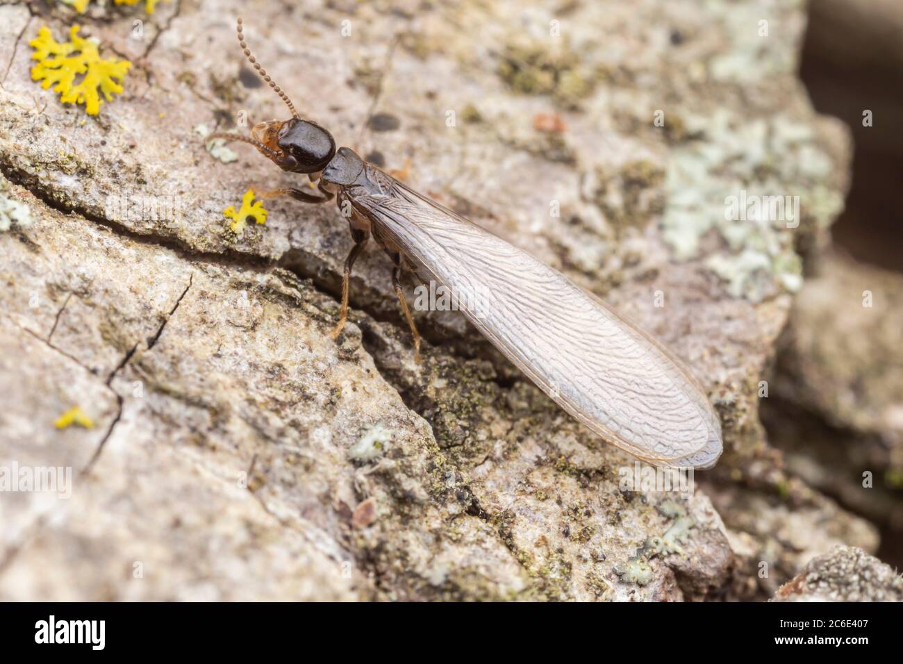 Swarming Eastern Subterranean Termite (Reticulitermes flavipes) alates ...