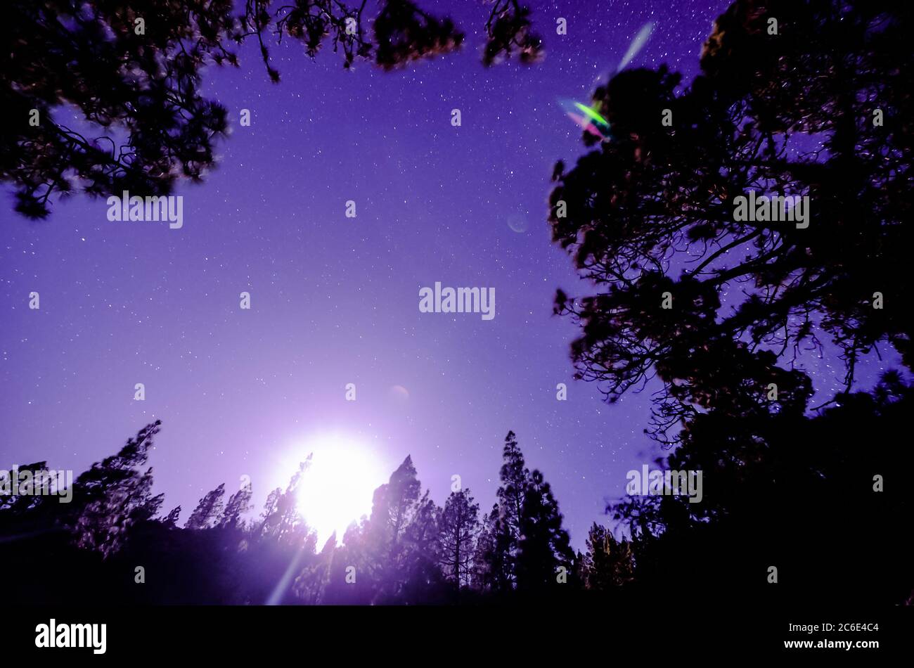 Stars in the Sky at Night over the Trees of a Pine Forest Stock Photo ...
