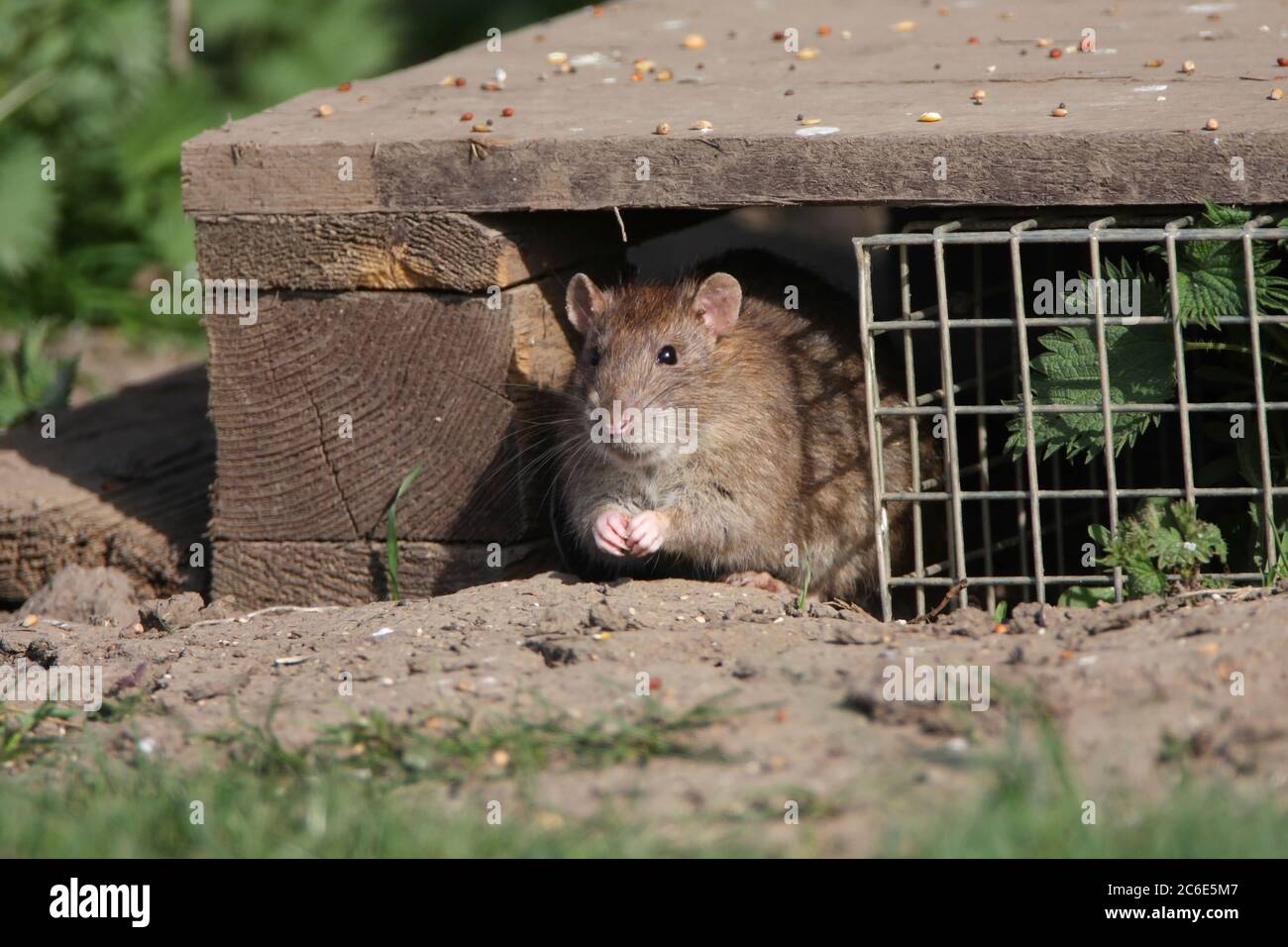 Rat run hi-res stock photography and images - Alamy