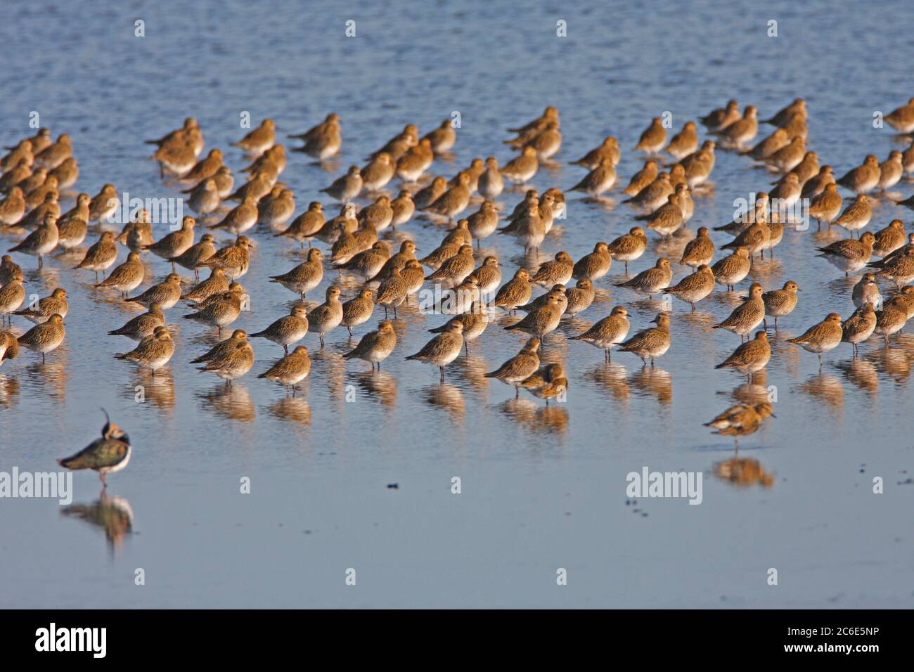 Golden plovers hi-res stock photography and images - Alamy