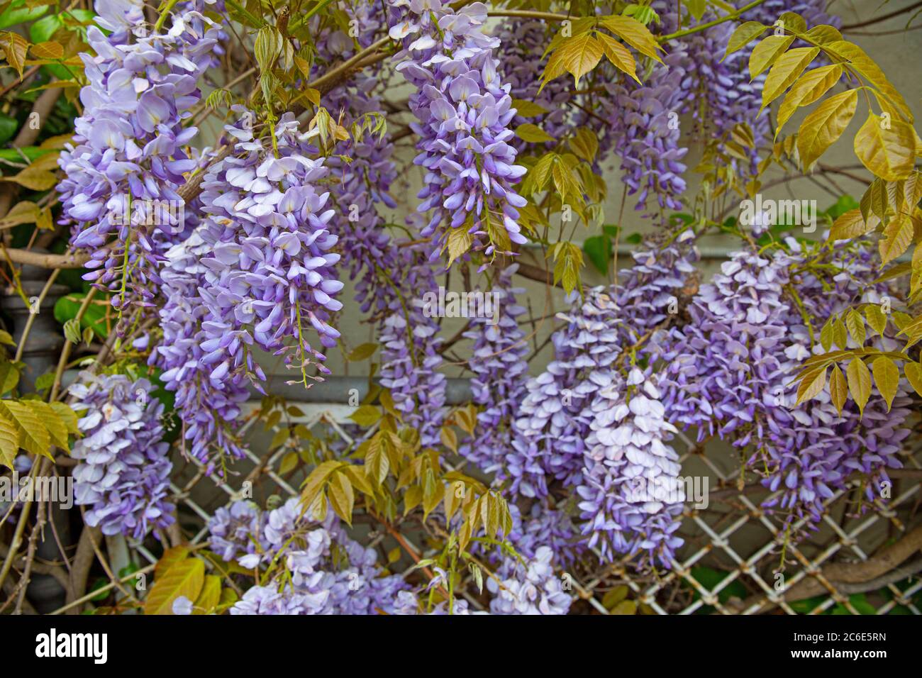 Pink wisteria hi-res stock photography and images - Alamy