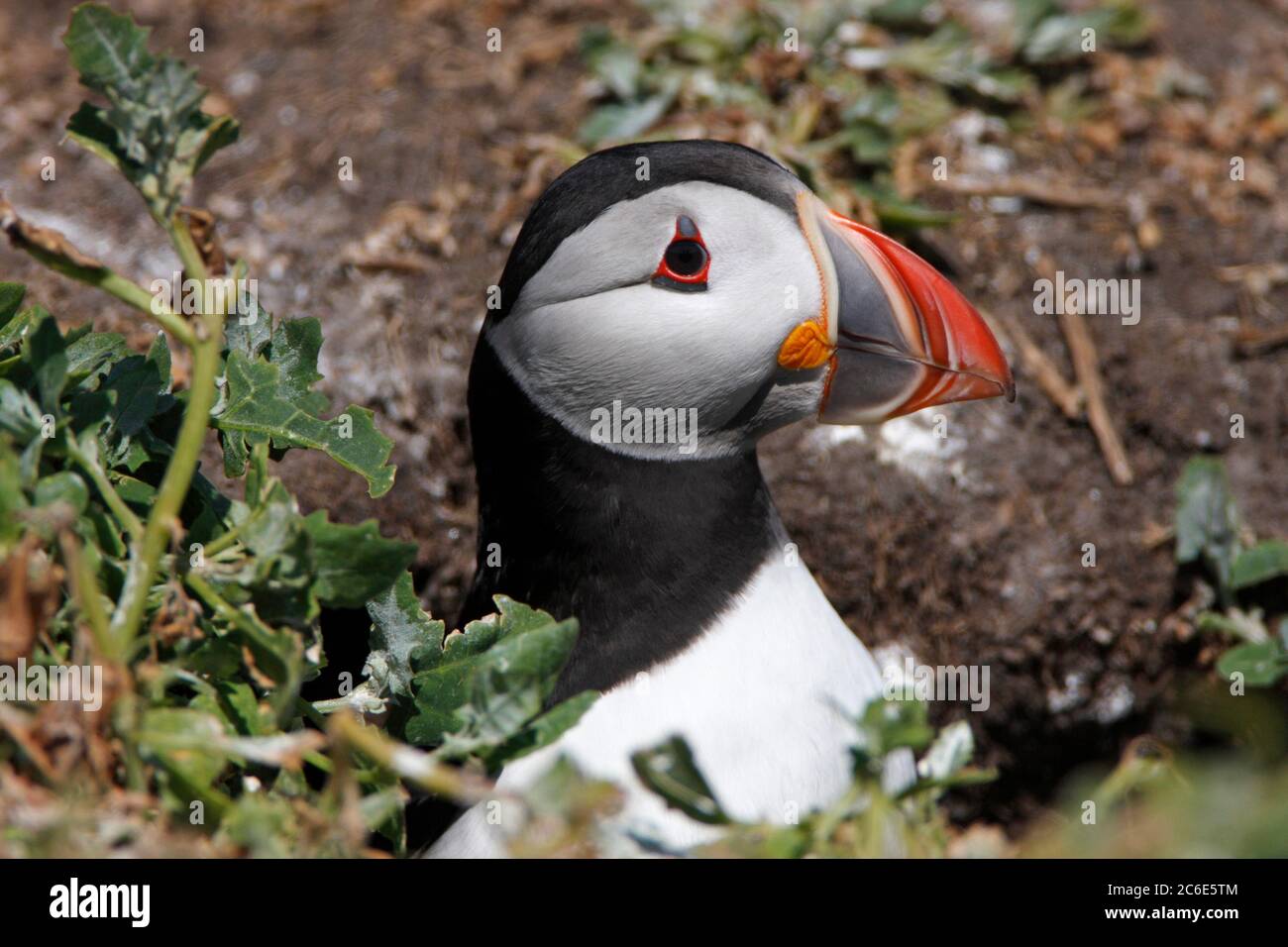 PUFFIN emerges from burrow, UK Stock Photo - Alamy