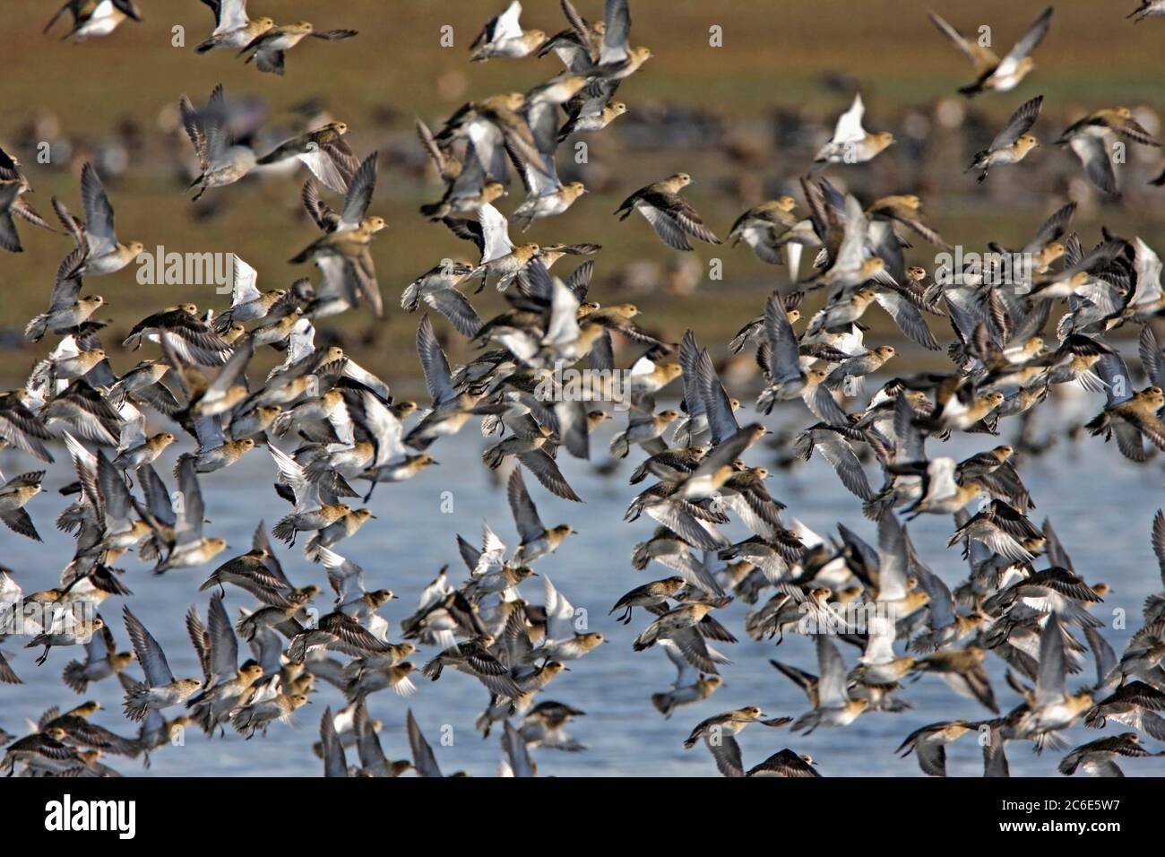 Golden plovers hi-res stock photography and images - Alamy