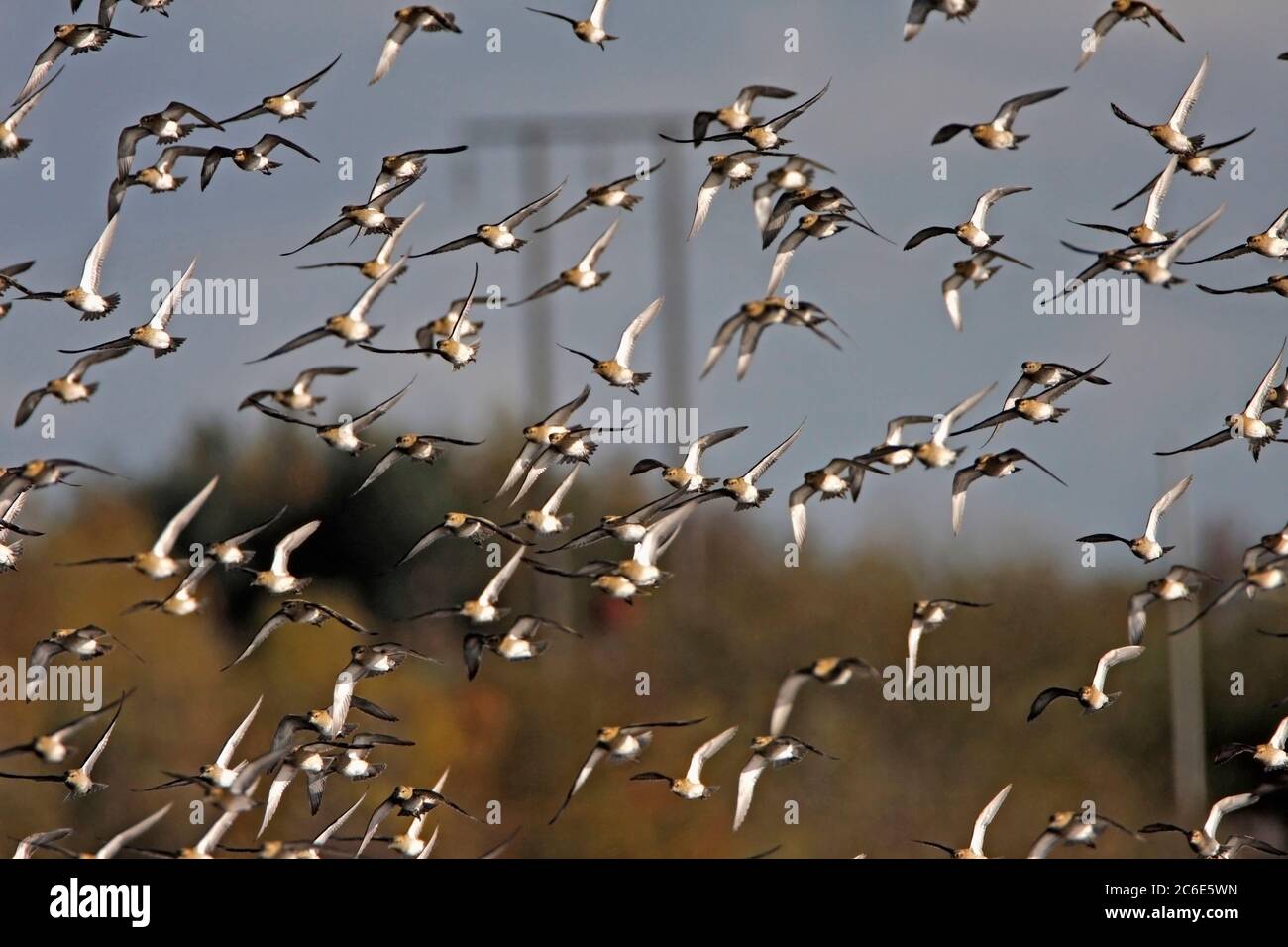 Golden plovers hi-res stock photography and images - Alamy