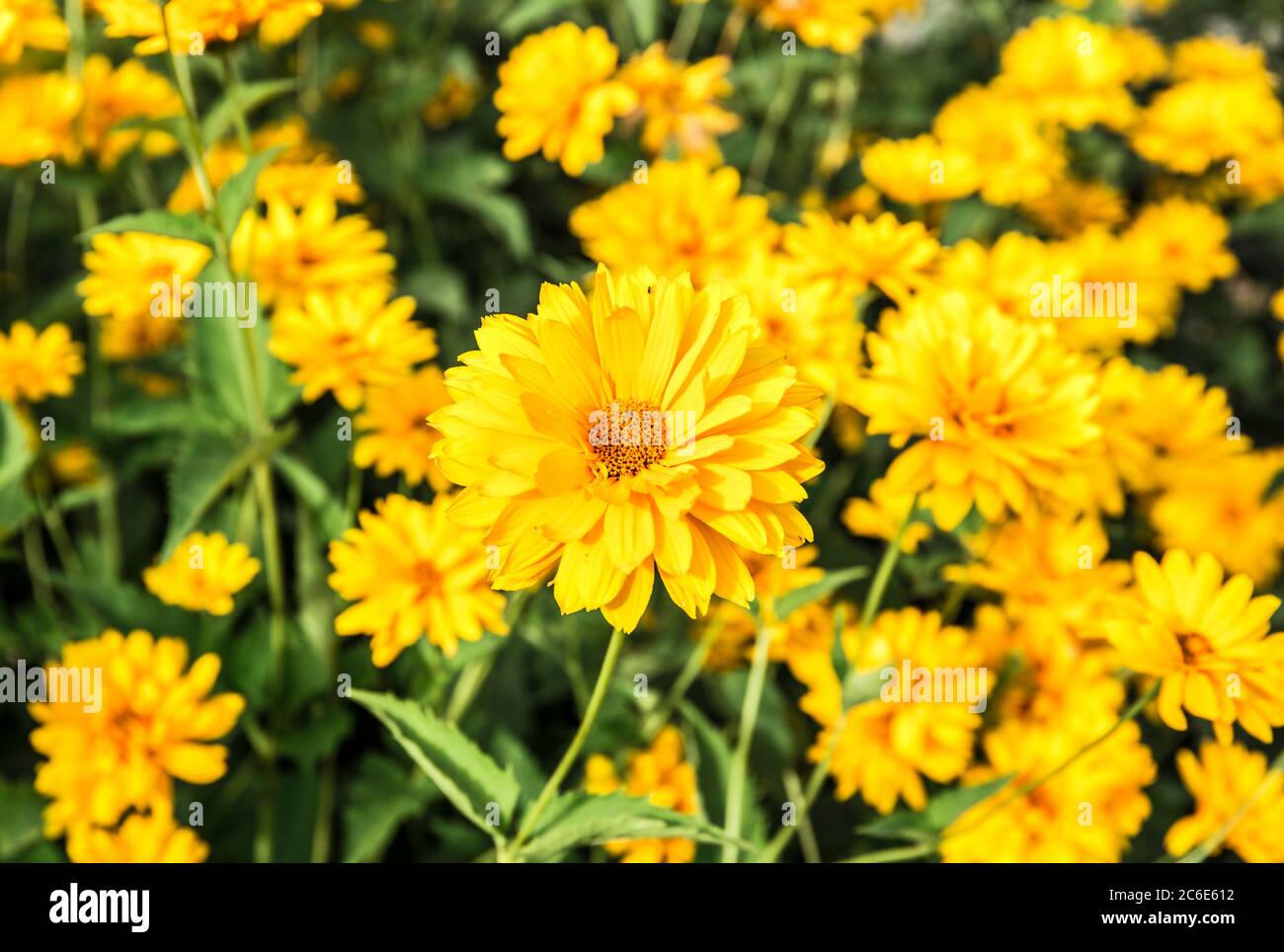 Summer yellow flowers hi-res stock photography and images - Alamy