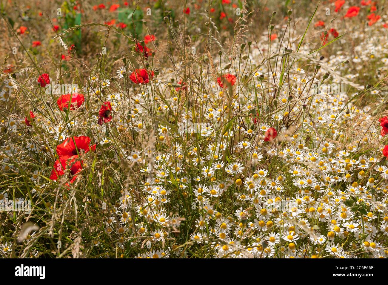 Wild feverfew, Tanacetum parthenium, traditional medicinal herb used to ...