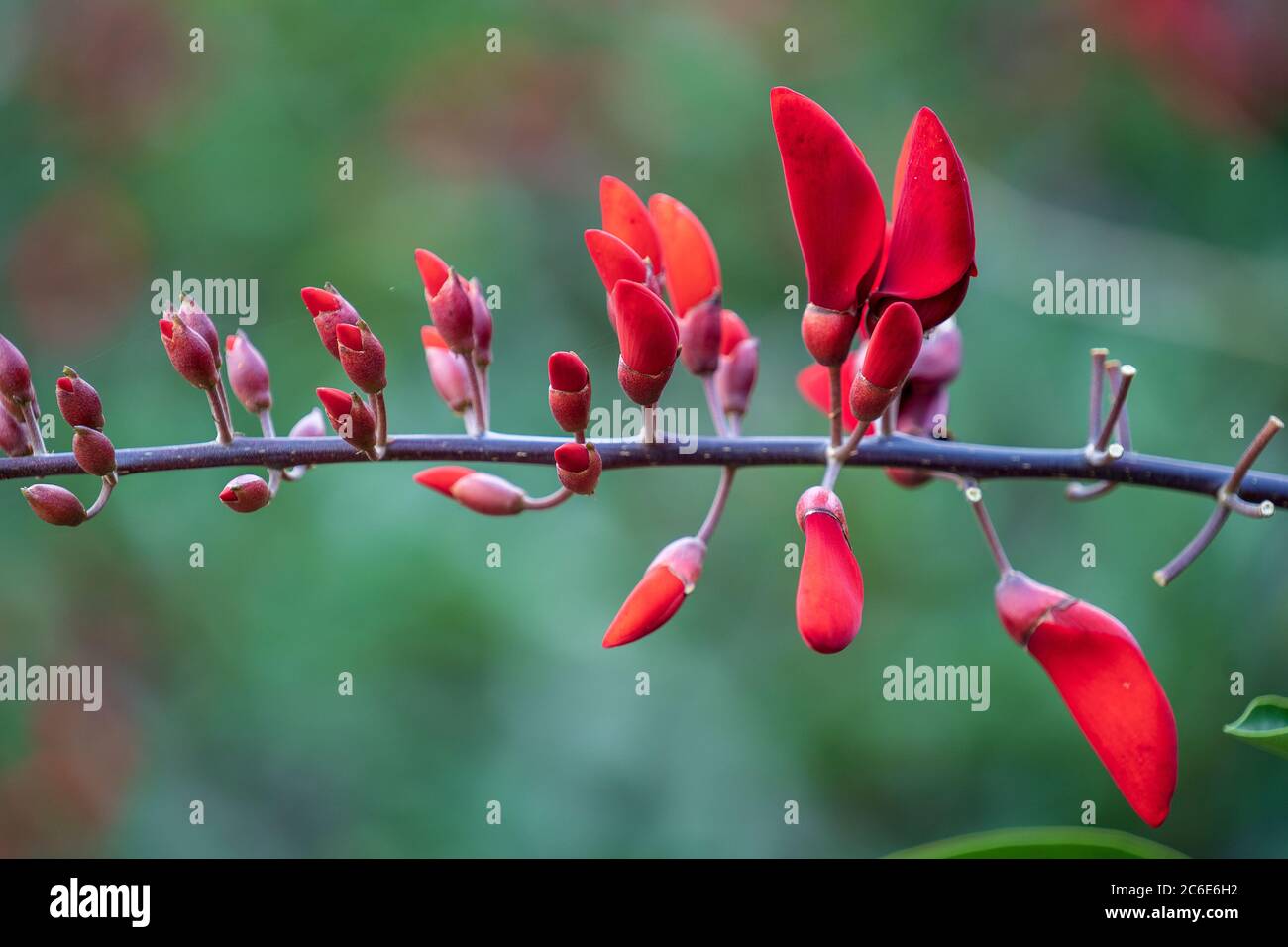 Summer colorful tree with red tropical flowers in garden of Vietnam ...