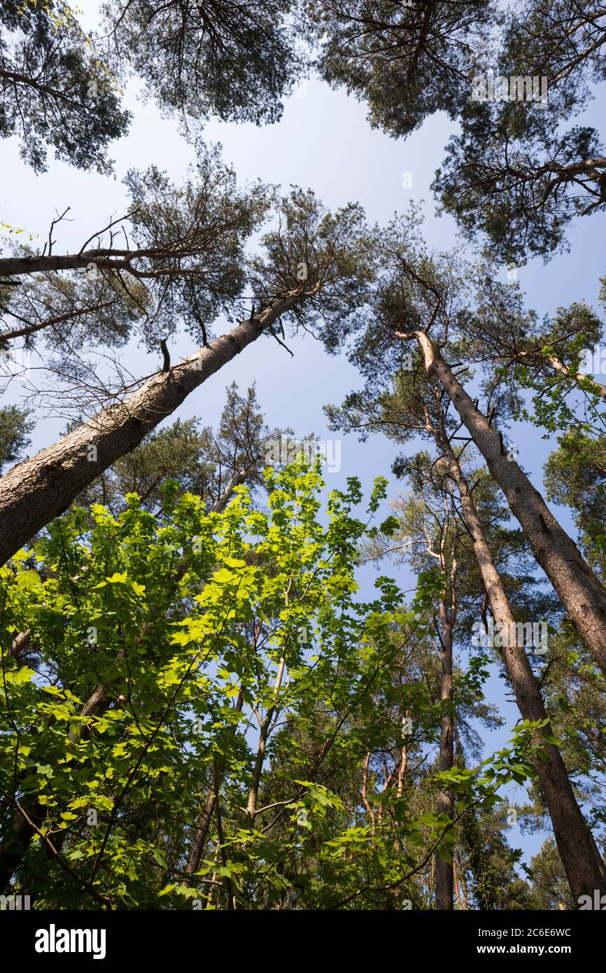 Scots pine gb hi-res stock photography and images - Alamy