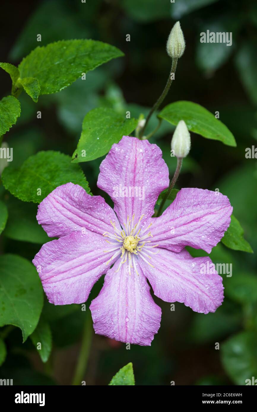 Clematis after rain, West Berkshire, England, United Kingdom, Europe ...