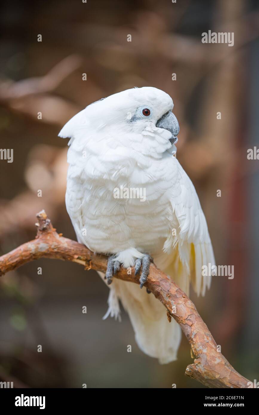 White cockatoo parrot sitting on a branch Stock Photo - Alamy