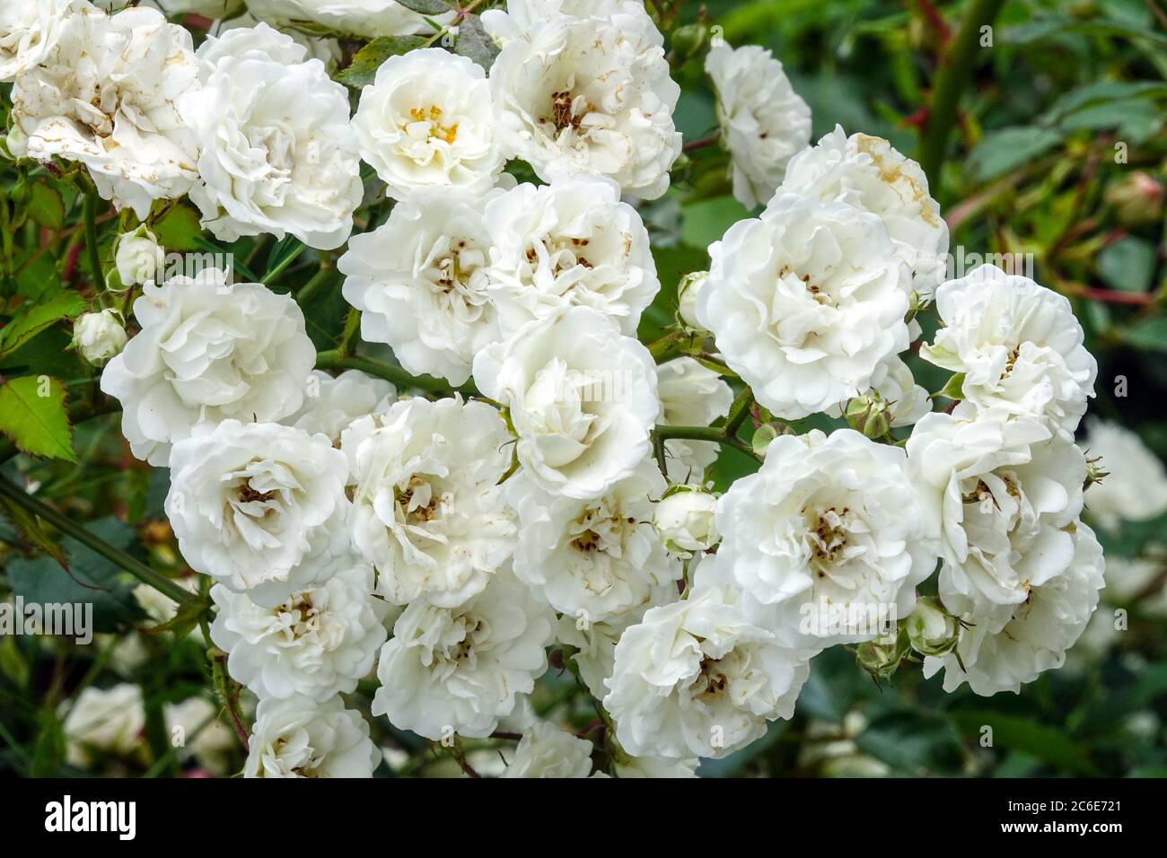 White roses flowers Rosa Swany Stock Photo - Alamy