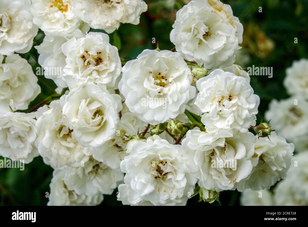 Rambler roses hi-res stock photography and images - Alamy
