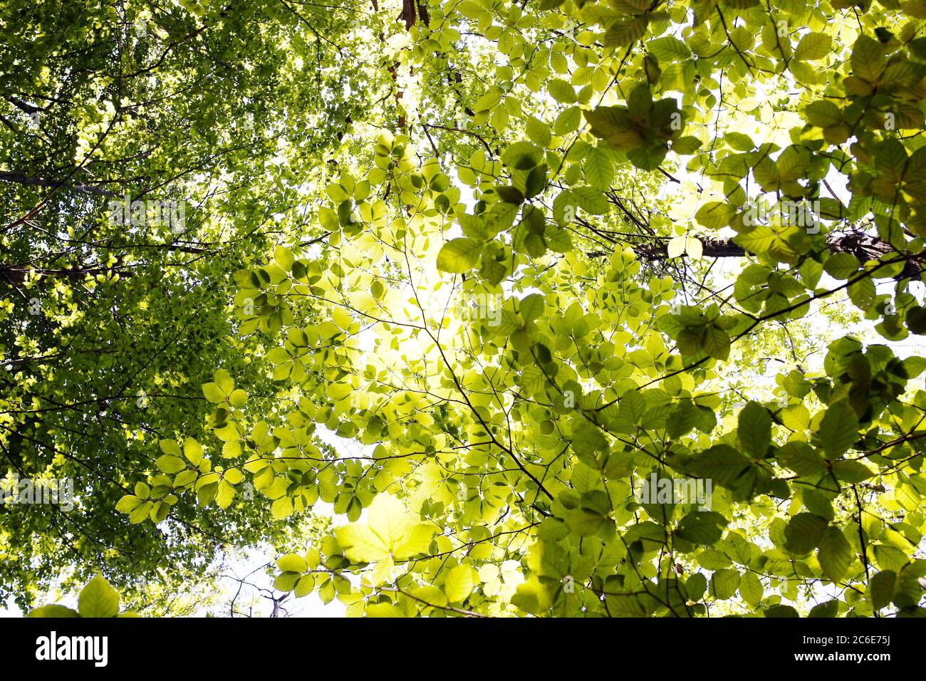 Meudon la foret hi-res stock photography and images - Alamy