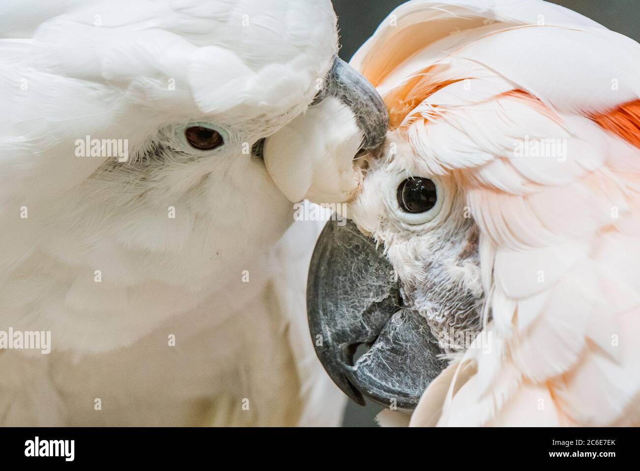Lovely couple white cockatoos parrots on branch Stock Photo - Alamy