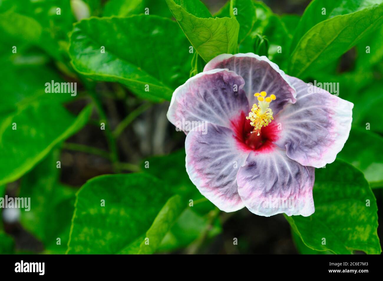 Grey hibiscus hi-res stock photography and images - Alamy