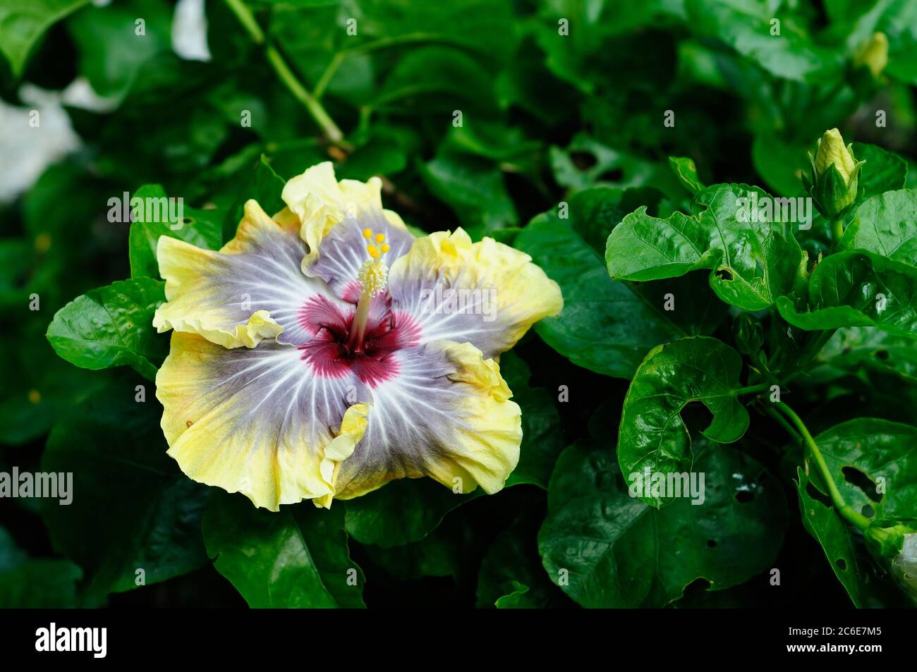 A Beautiful Colorful Hibiscus Stock Photo - Alamy