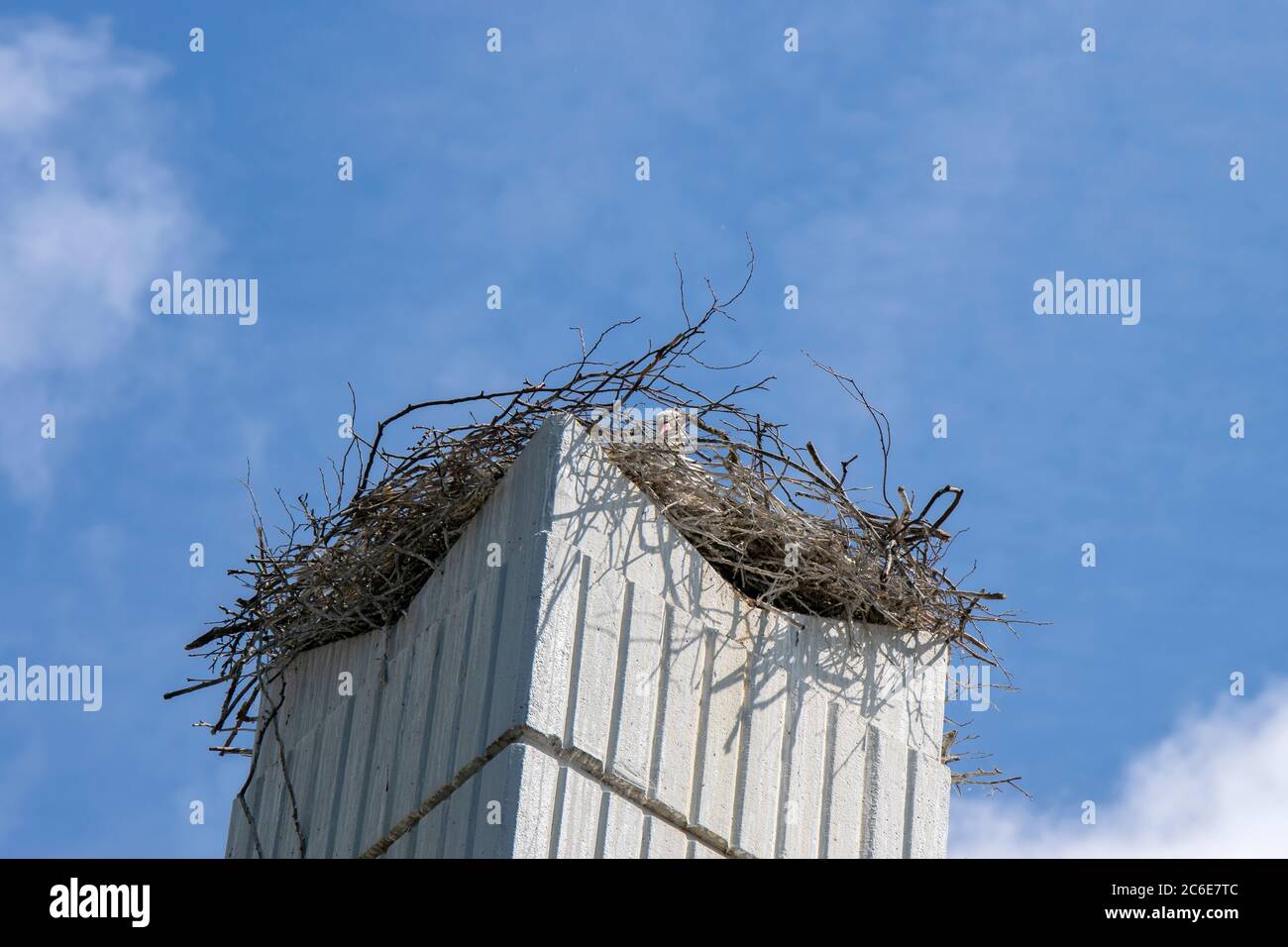 Stork bird birds netherlands holland hi-res stock photography and ...