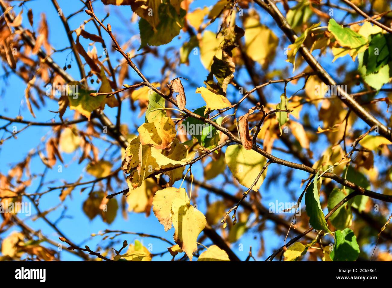 autumn leaves on tree, beautiful photo digital picture Stock Photo - Alamy