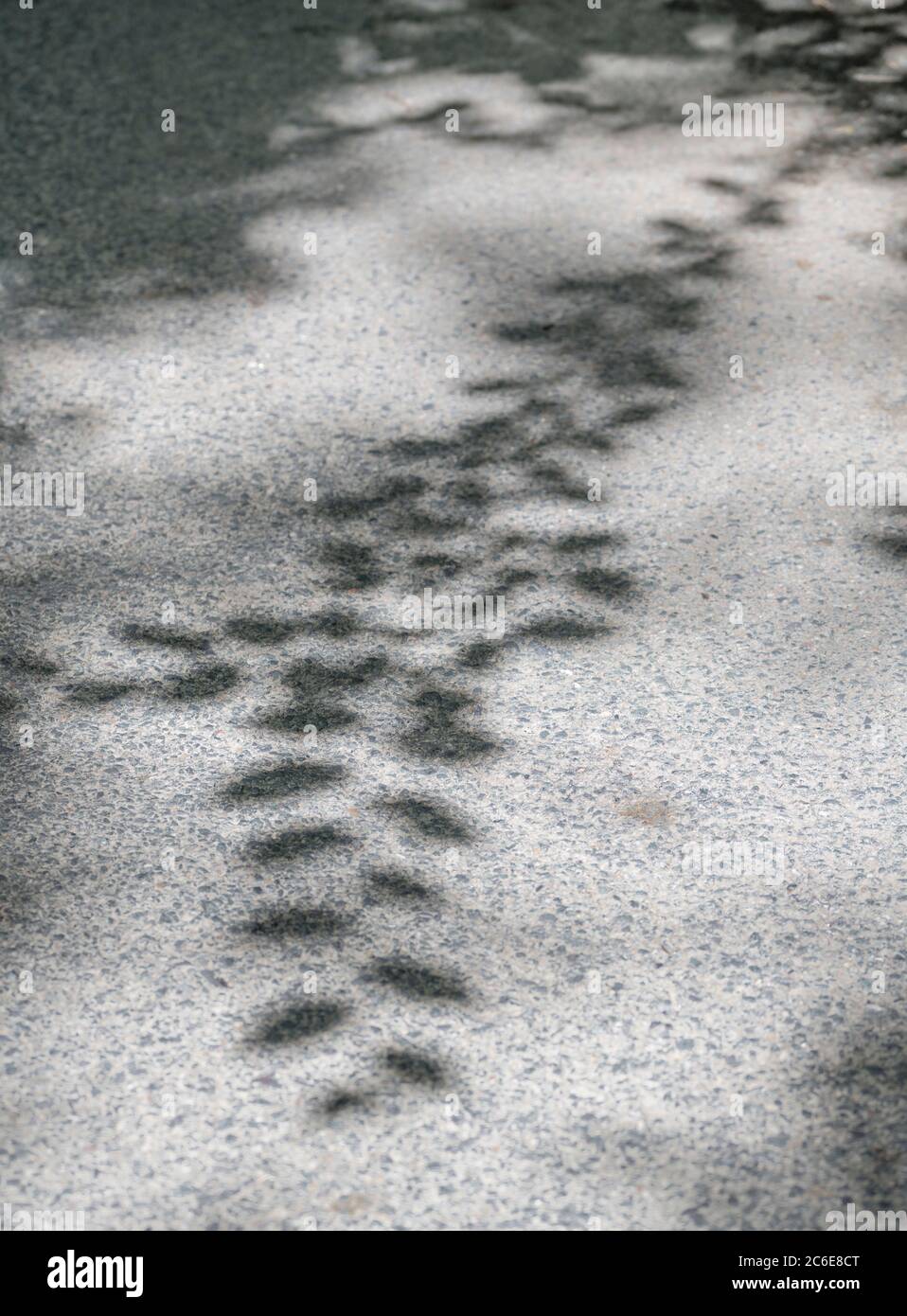 Dappled shadows on road hi-res stock photography and images - Alamy