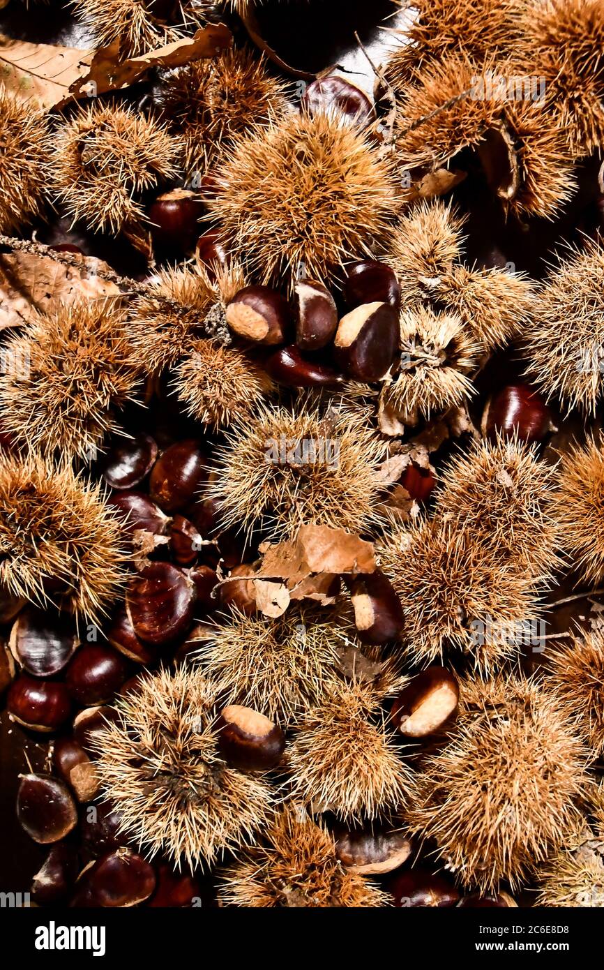 chestnuts on a background, beautiful photo digital picture Stock Photo ...