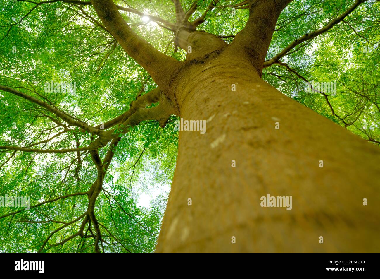 Bottom view of tree trunk to green leaves of big tree in tropical ...