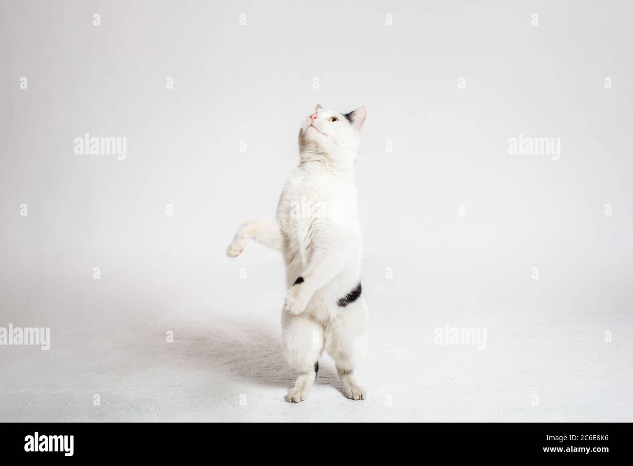 black and white cat in front of a white background. funny cat, empty ...