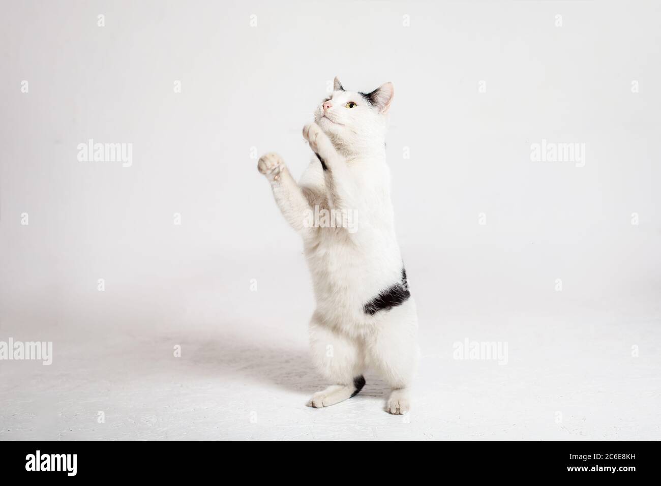 black and white cat in front of a white background. funny cat, empty ...