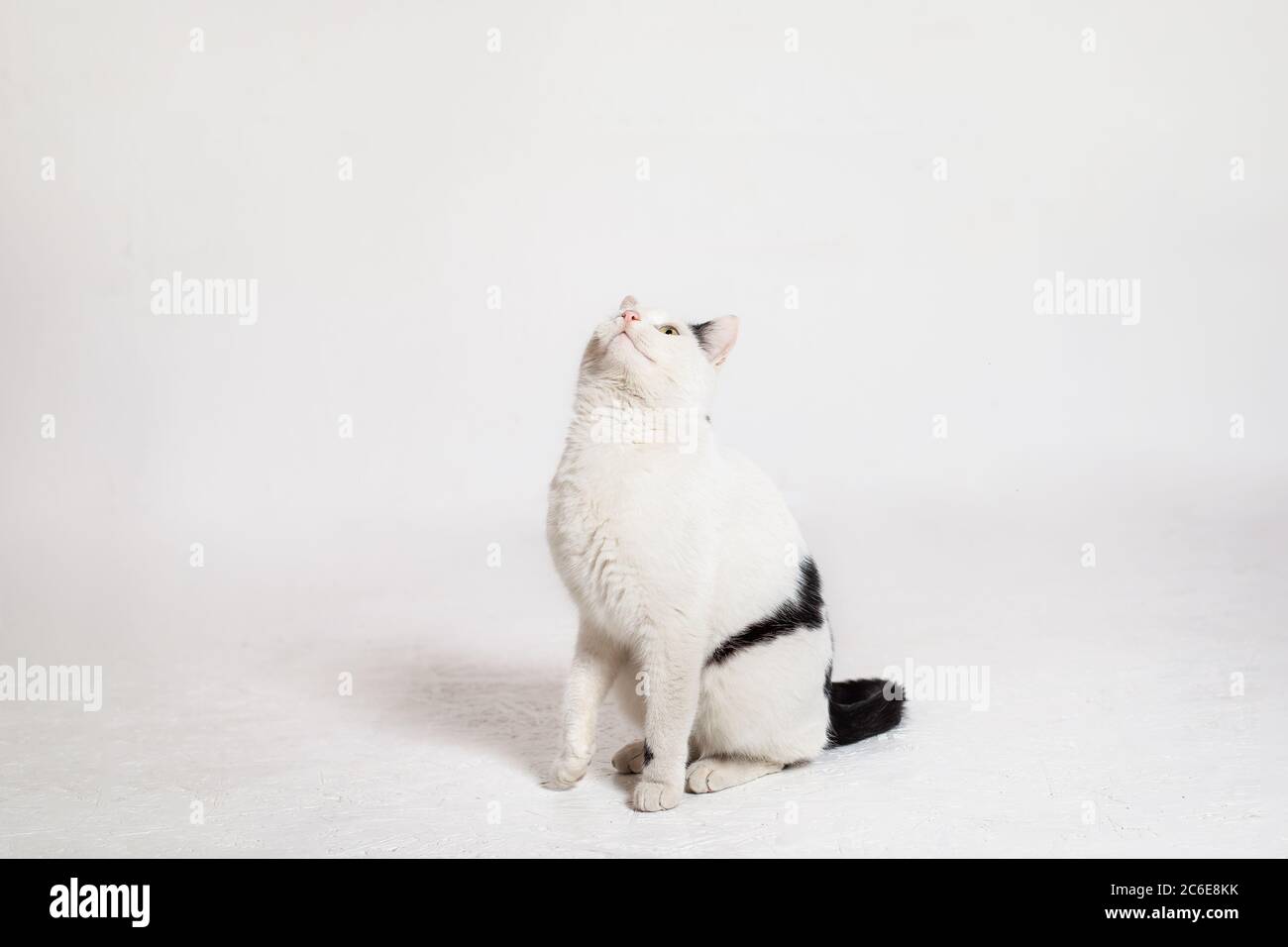 black and white cat in front of a white background. funny cat, empty ...