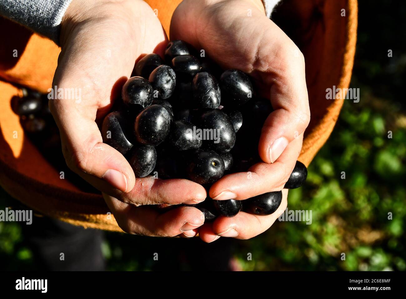 handful of berries, beautiful photo digital picture Stock Photo - Alamy