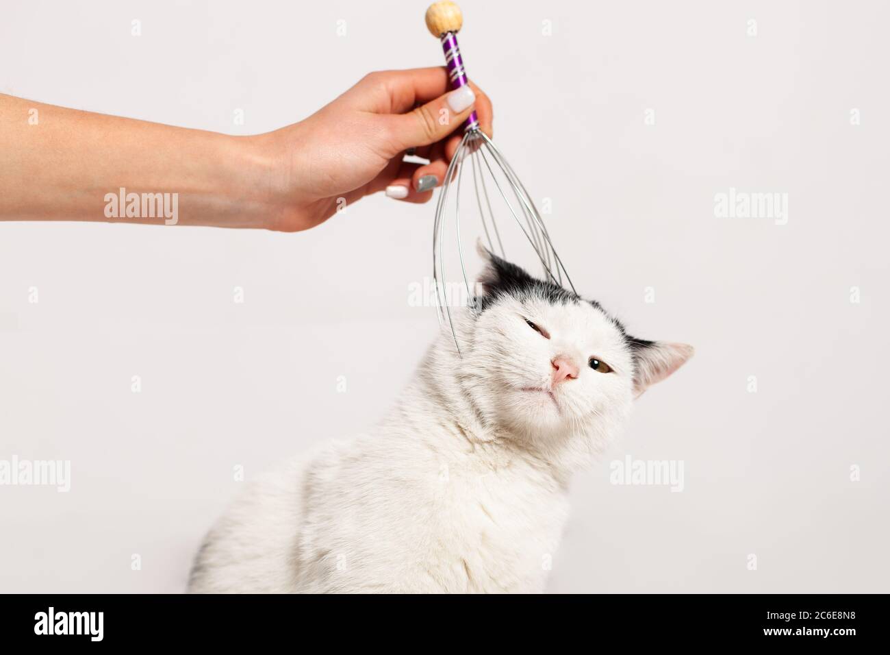 Nervous system cat hi-res stock photography and images - Alamy