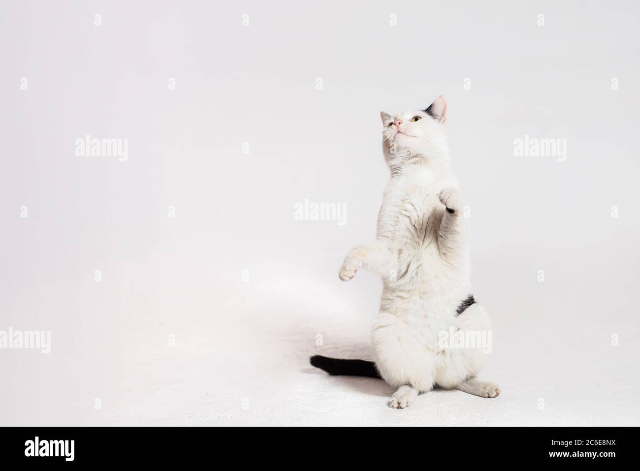 black and white cat in front of a white background. funny cat, empty ...