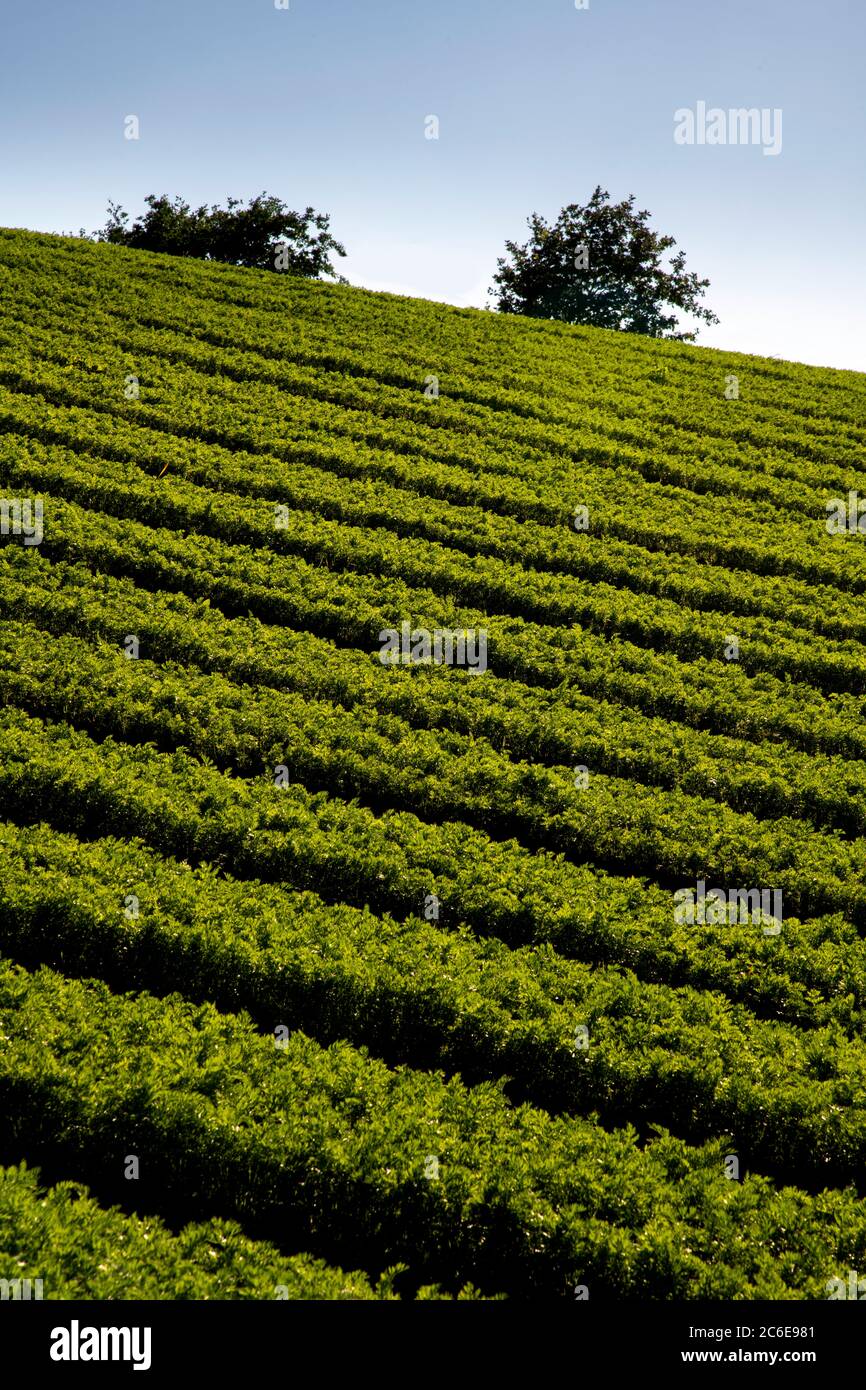 Rows of carrots hi-res stock photography and images - Alamy