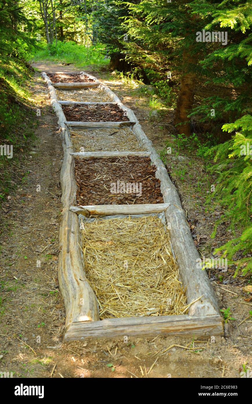 Barefoot Path In The Forest With Different Natural Material To Explore barefoot-path-in-the-forest-with-different-natural-material-to-explore