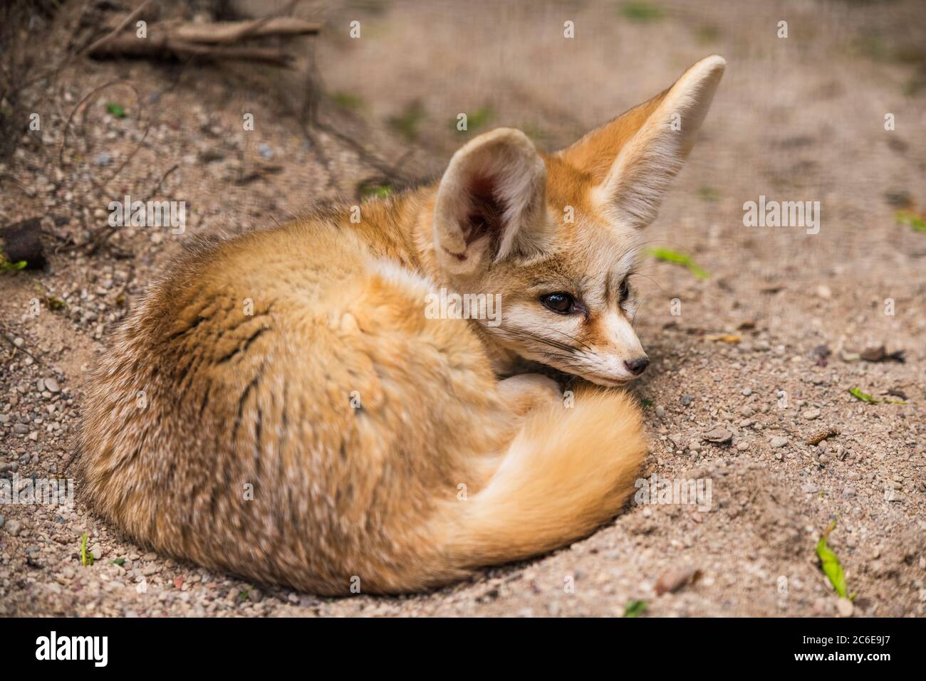 Cute little fox sleeping curled in the ball Stock Photo - Alamy