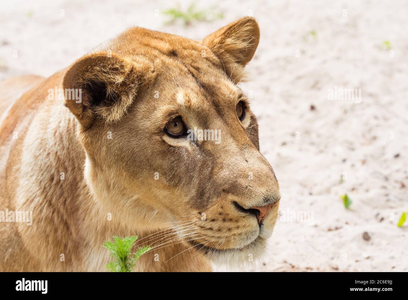 Lioness Close-up portrait, face of a female lion Stock Photo - Alamy
