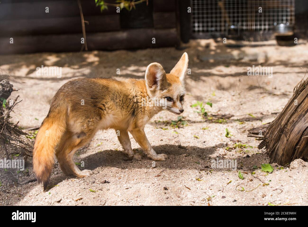 White Fennec Fox Full Grown
