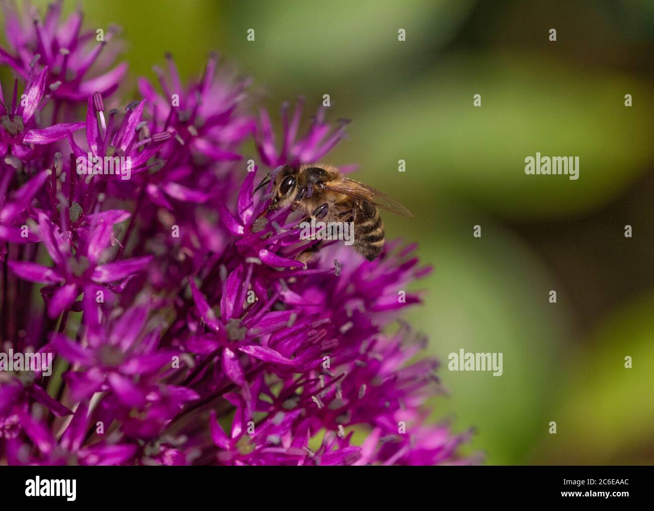 A honey bee feeding off the nectar and pollen in an allium flower Stock ...