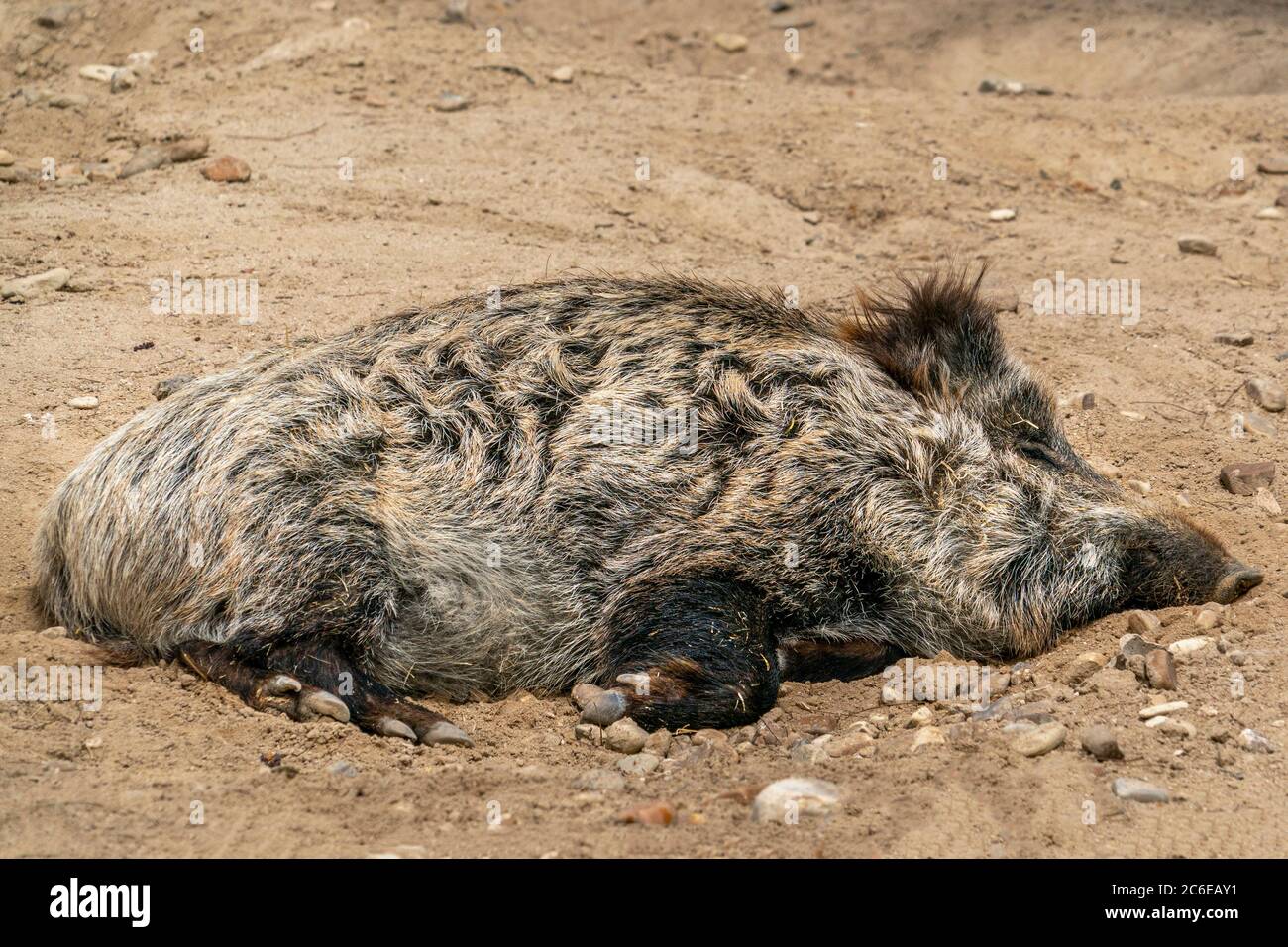 hunted killed wild boar on the ground close up portrait Stock Photo - Alamy