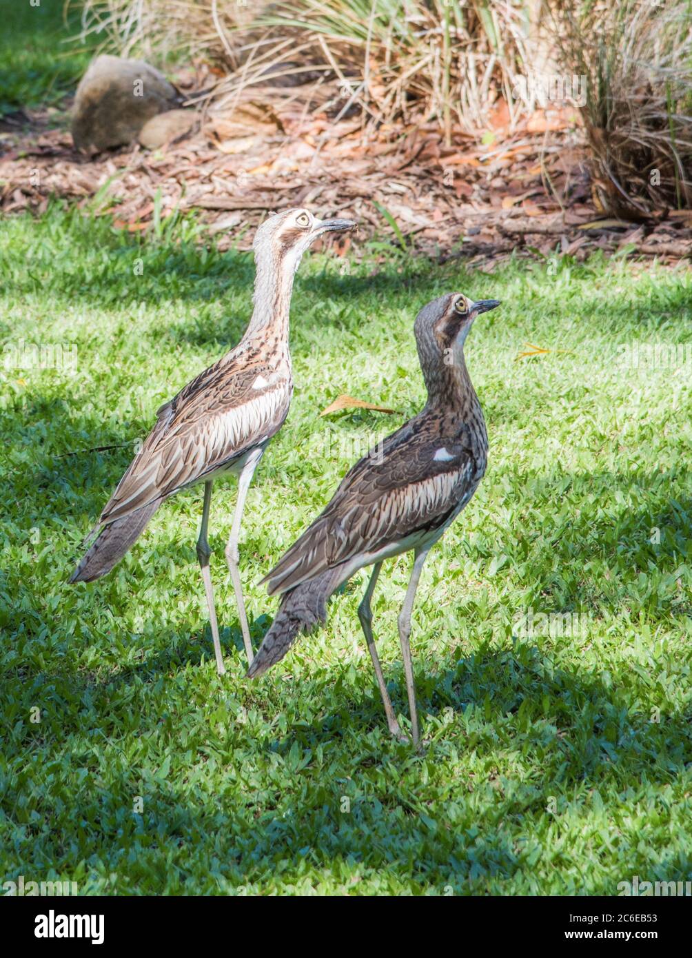 Ground dwelling birds hi-res stock photography and images - Alamy