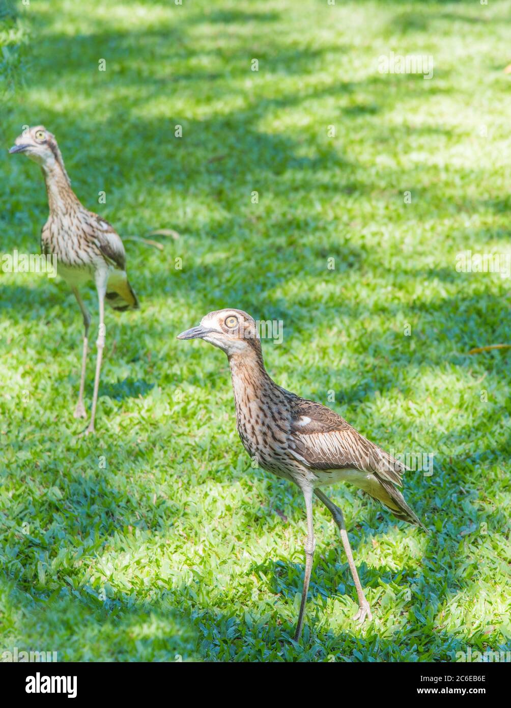 Ground dwelling birds hi-res stock photography and images - Alamy