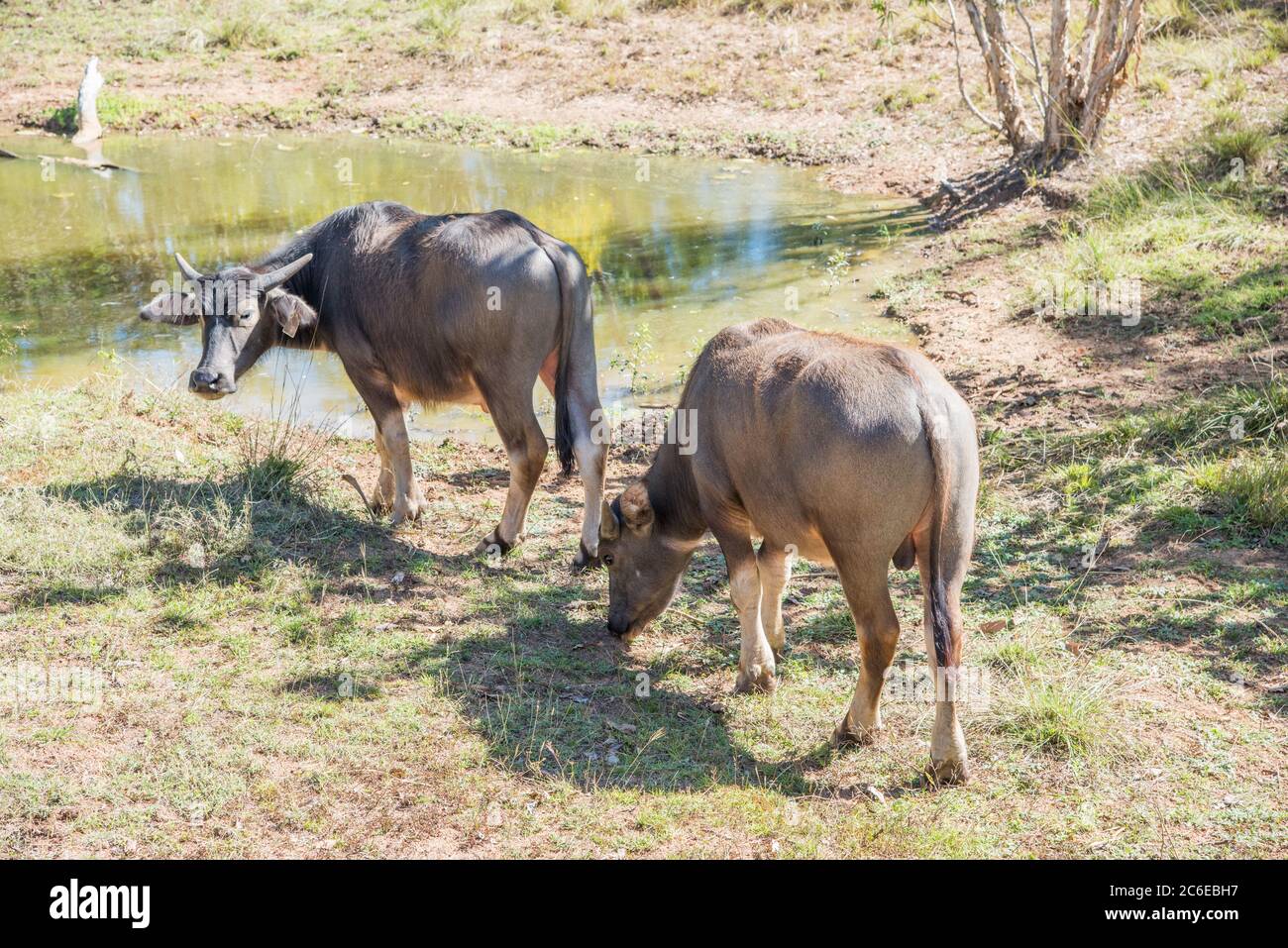 Australia water buffalo hi-res stock photography and images - Alamy