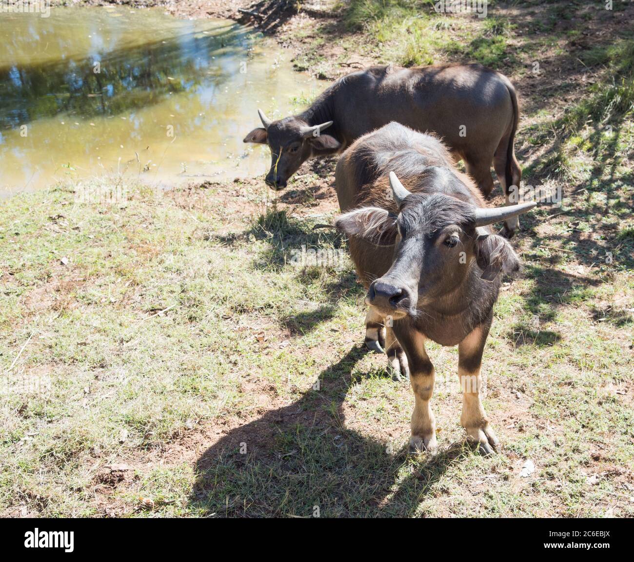 Buffalo In Northern Australia High Resolution Stock Photography and ...