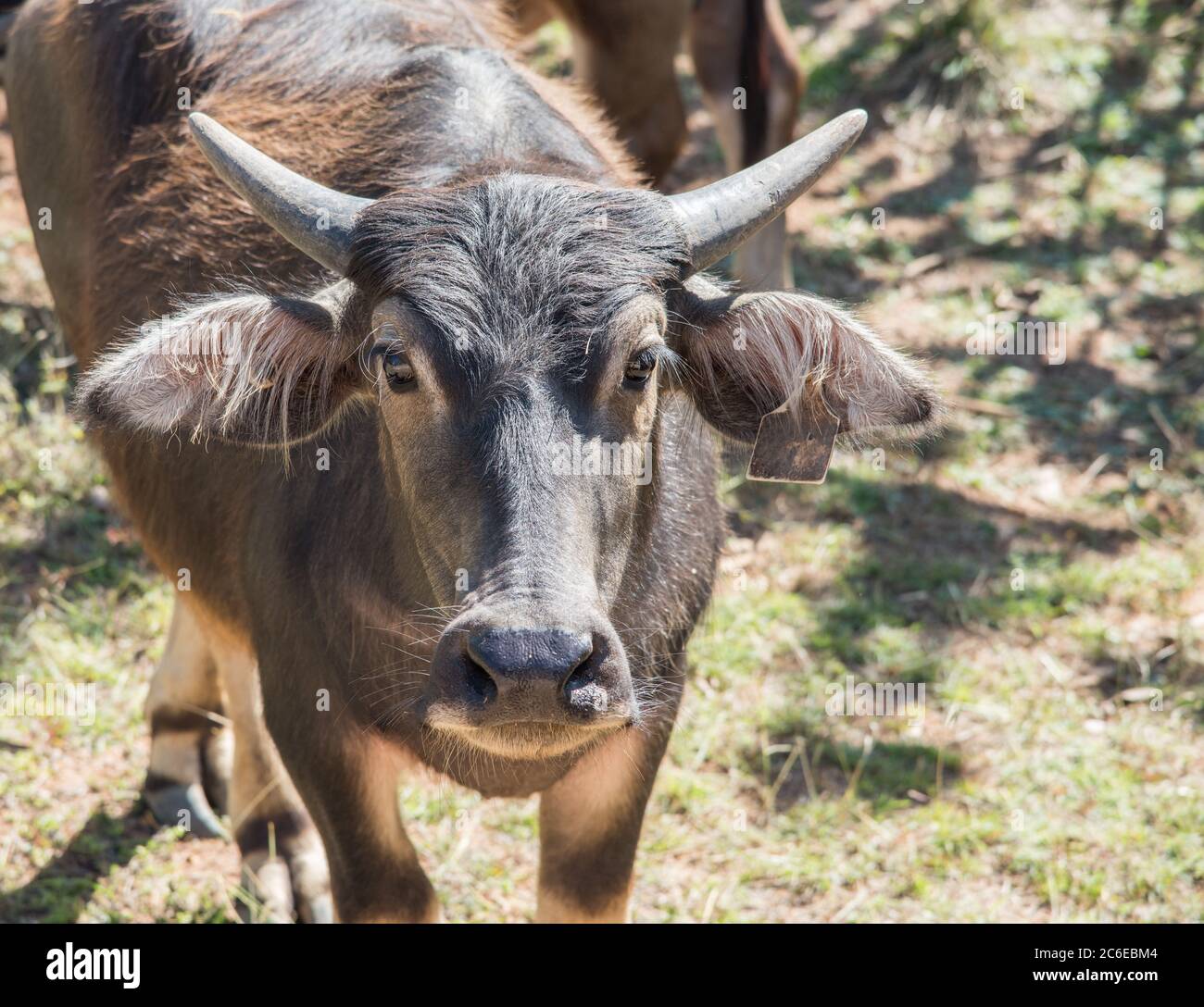 Nt nostril hi-res stock photography and images - Alamy
