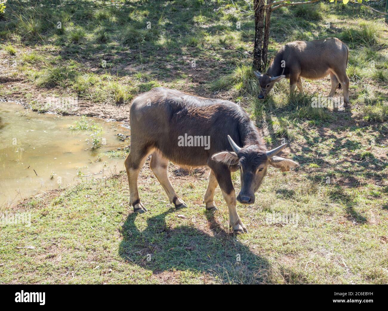 Water buffalo australia hi-res stock photography and images - Alamy