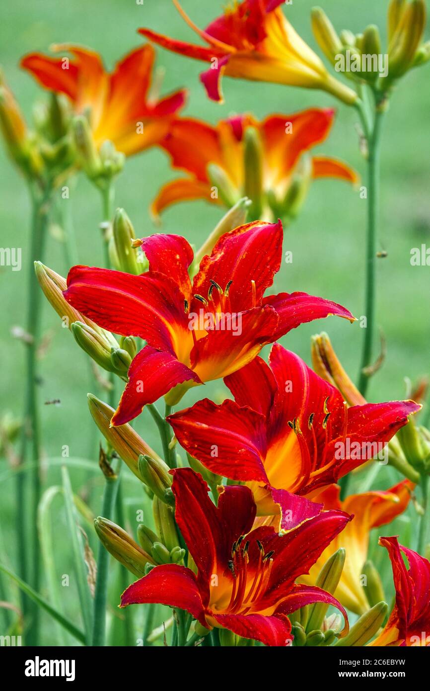 Red daylilies hi-res stock photography and images - Alamy