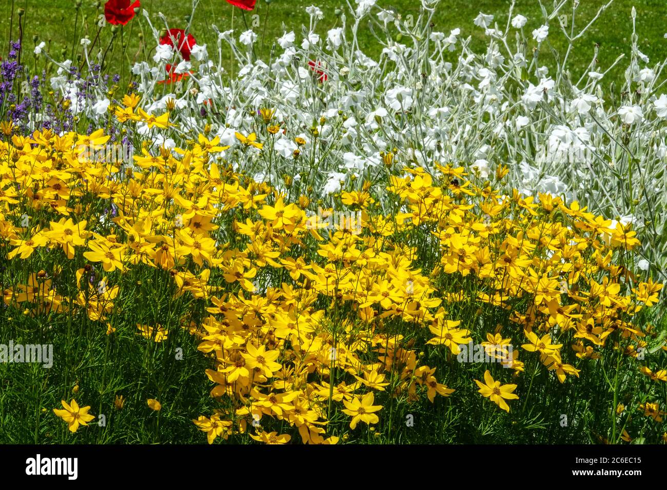 Yellow white flower bed in july garden, coreopsis white rose campion ...