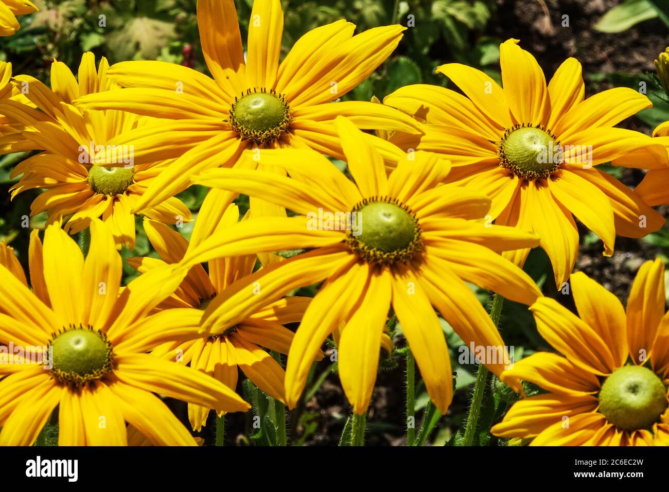 Yellow Rudbeckia 'Irish Eyes', yellow rudbeckias Stock Photo - Alamy