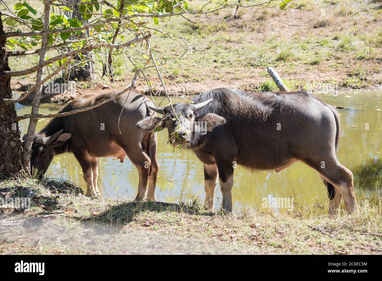 Water buffalo australia hi-res stock photography and images - Alamy